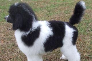 Pristine Standard Poodles