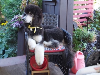 Pristine Standard Poodles