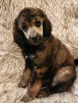 Pristine Standard Poodles